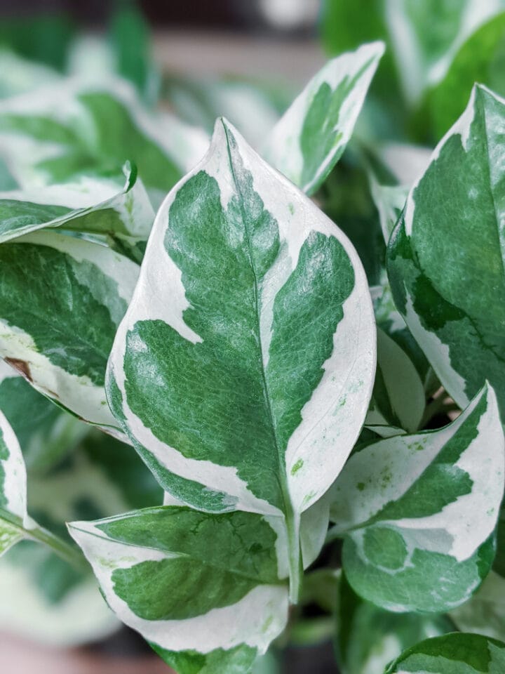 All about caring for the variegated pearls and jade pothos