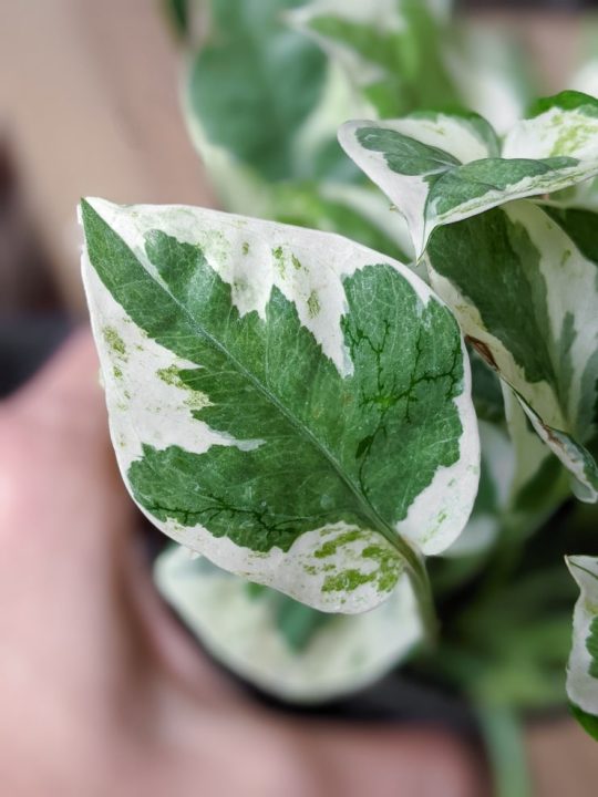 Pearls and jade pothos care: All about this highly variegated variety!
