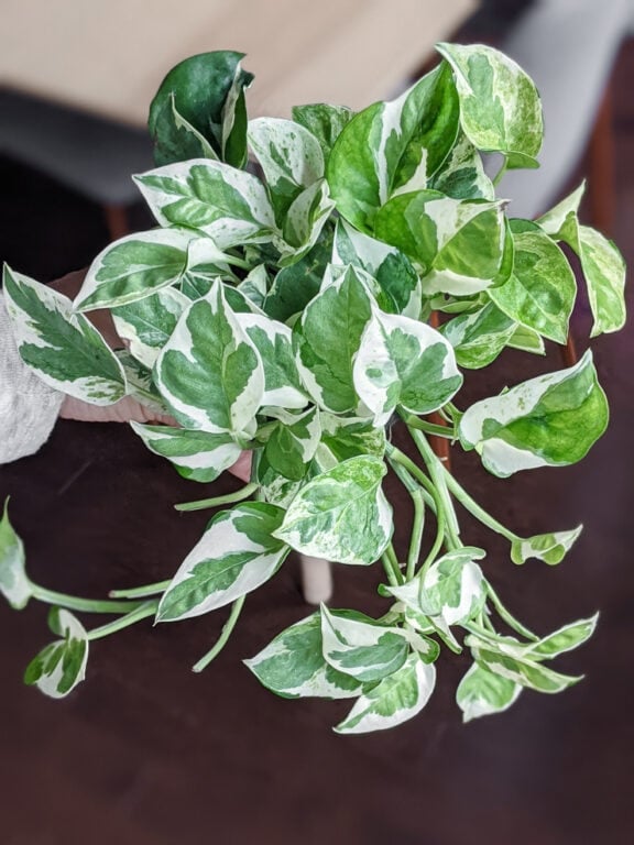All about caring for the variegated pearls and jade pothos