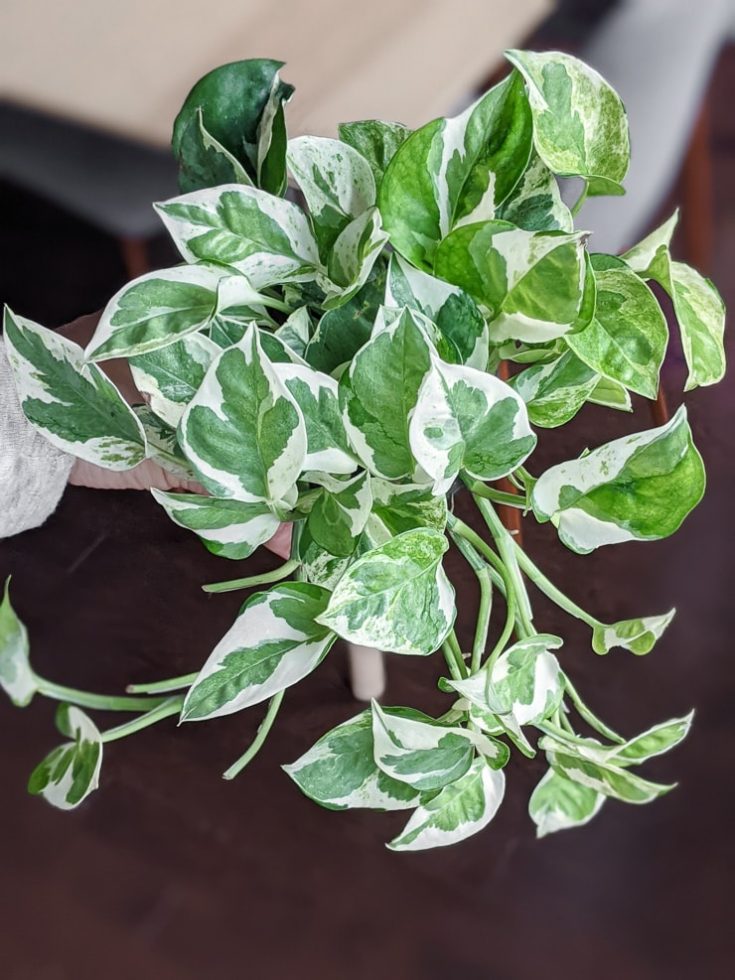 All about caring for the variegated pearls and jade pothos