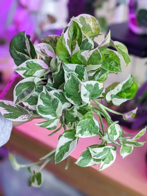 Epipremnum aureum & how to care for the classic pothos plant!