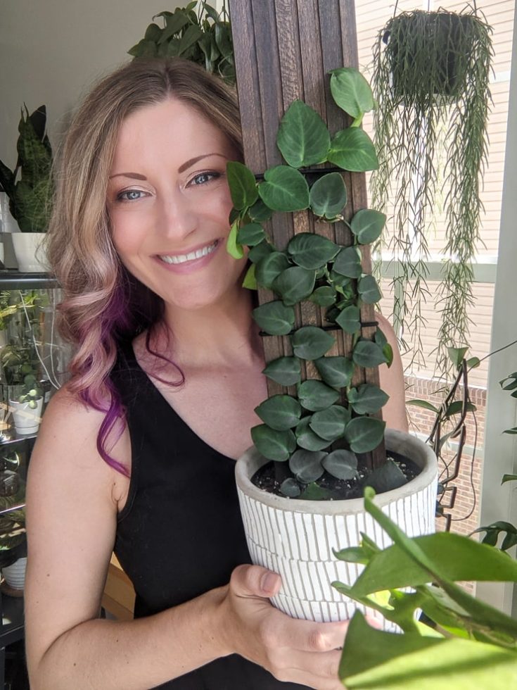 How to care for the unique Rhaphidophora Hayi shingle plant!