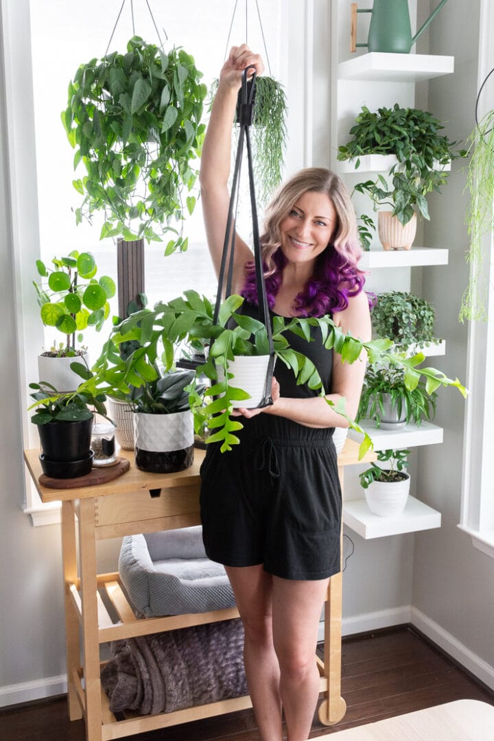 Fern leaf cactus care: Meet the stunning selenicereus chrysocardium!