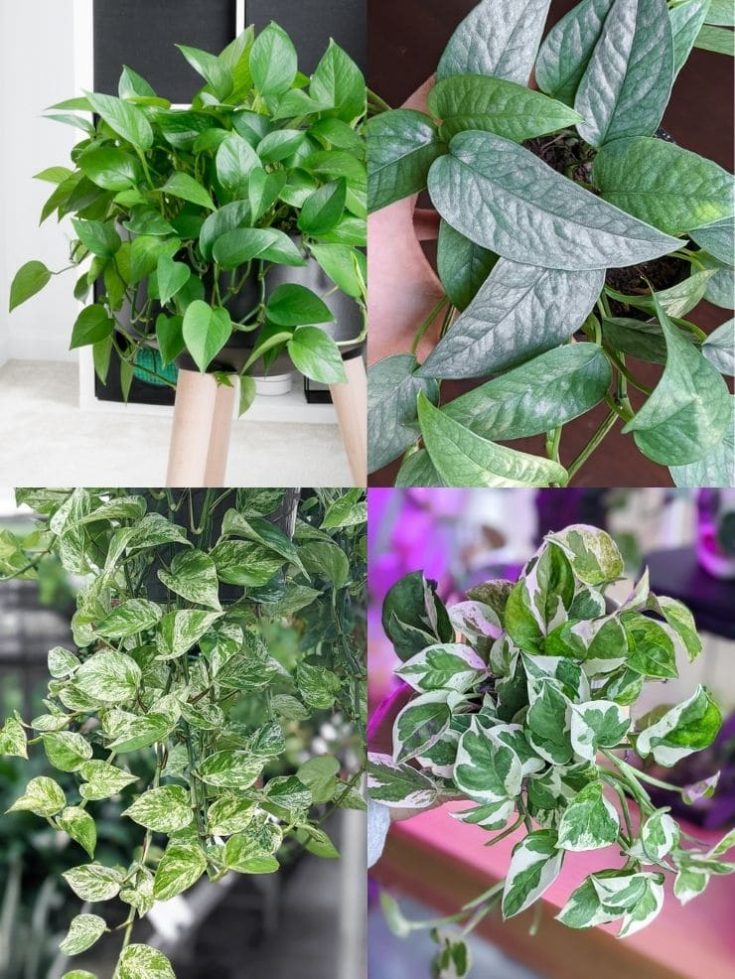 Pothos Archives - By Brittany Goldwyn | Plants & Projects
