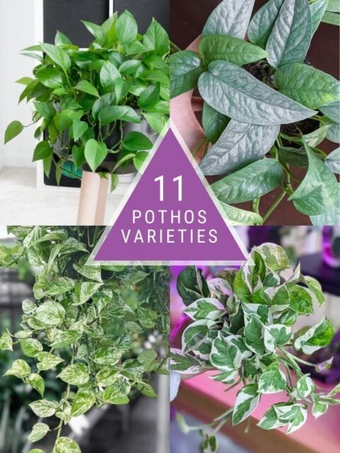 11 gorgeous pothos varieties to add to your collection!