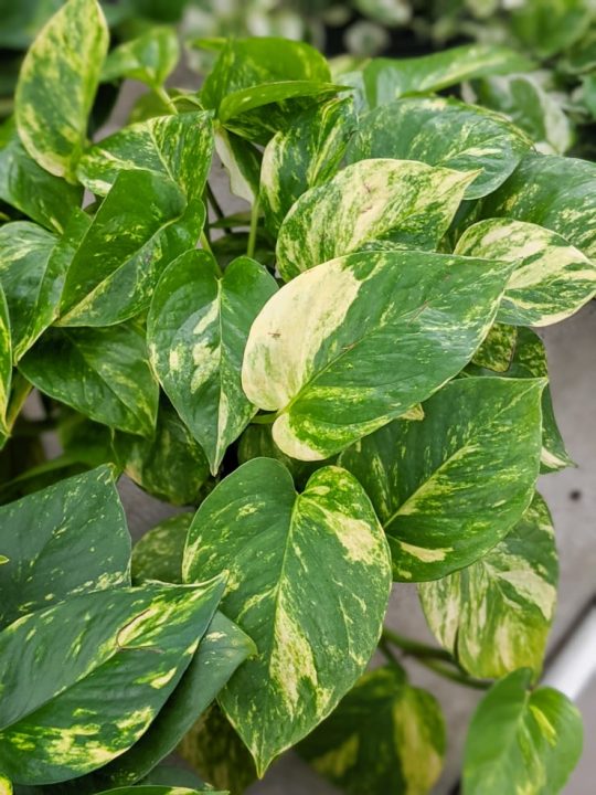 11 gorgeous pothos varieties to add to your collection!