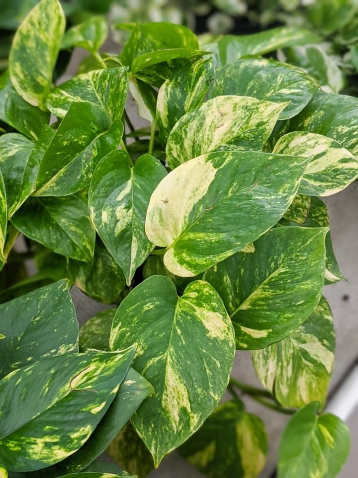 11 gorgeous pothos varieties to add to your collection!