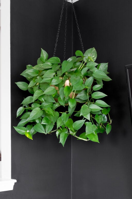 11 gorgeous pothos varieties to add to your collection!