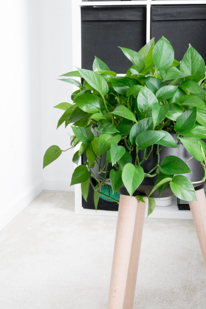 9 gorgeous scindapsus varieties to collect (with ID pics!)