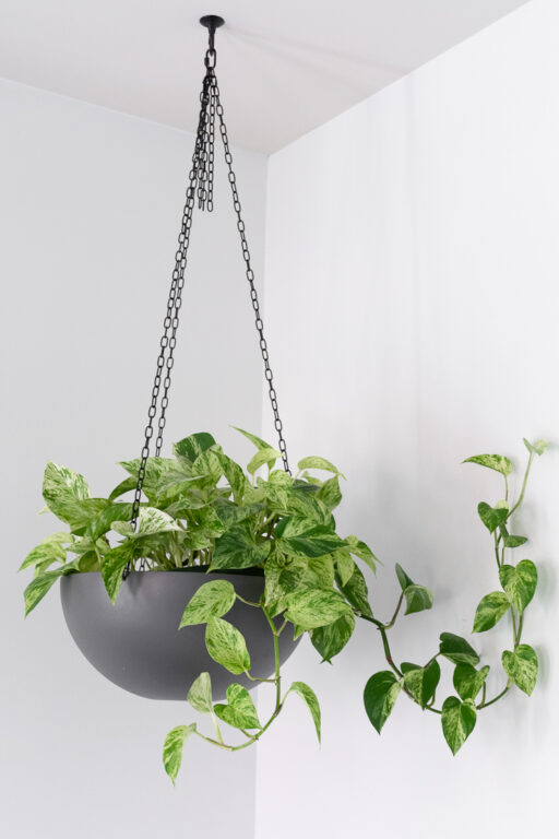 11 gorgeous pothos varieties to add to your collection!