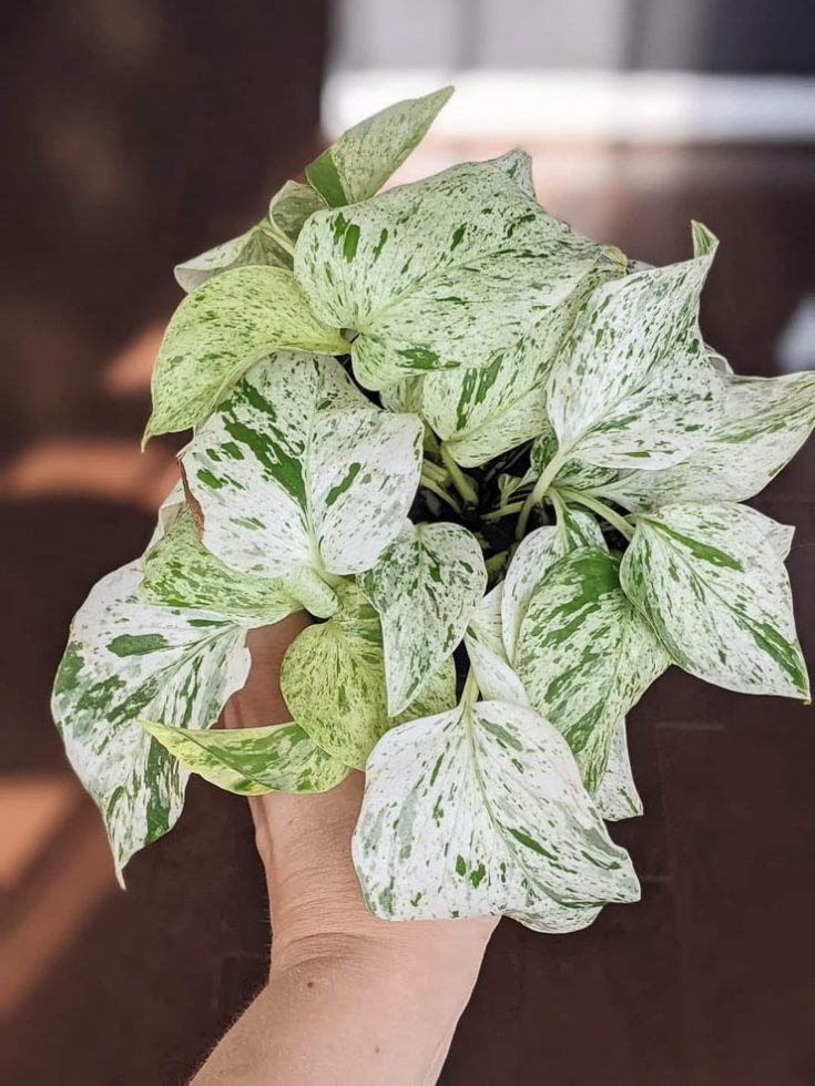 11 gorgeous pothos varieties to add to your collection!