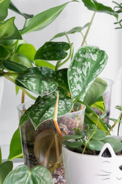 9 gorgeous scindapsus varieties to collect (with ID pics!)