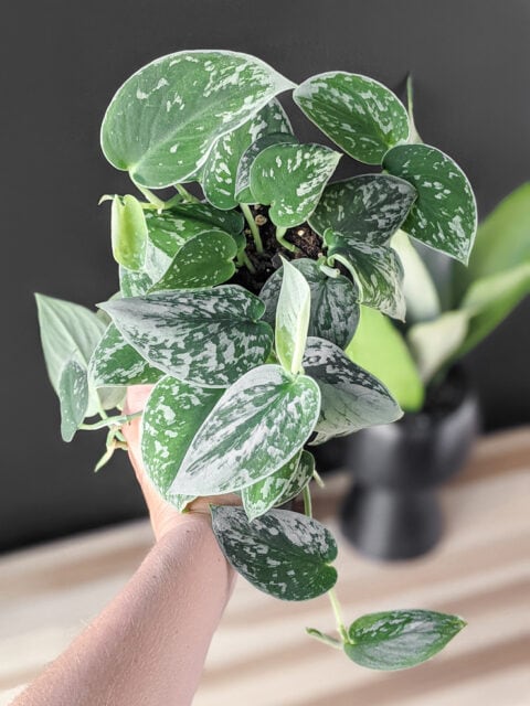 9 gorgeous scindapsus varieties to collect (with ID pics!)