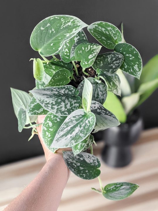 9 gorgeous scindapsus varieties to collect (with ID pics!)