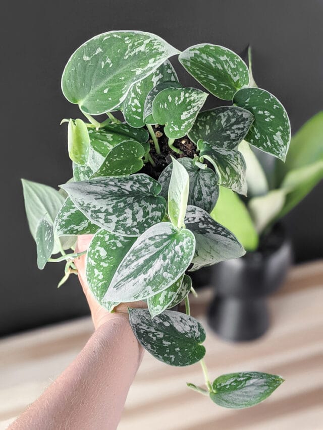 9 gorgeous scindapsus varieties to collect (with ID pics!)