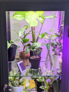 Meet my gorgeous new scindapsus silver splash plant!