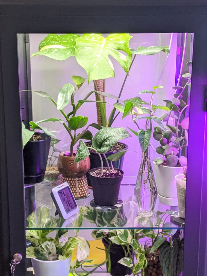 Meet my gorgeous new scindapsus silver splash plant!