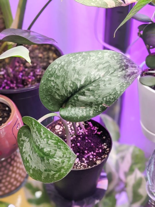 Meet my gorgeous new scindapsus silver splash plant!