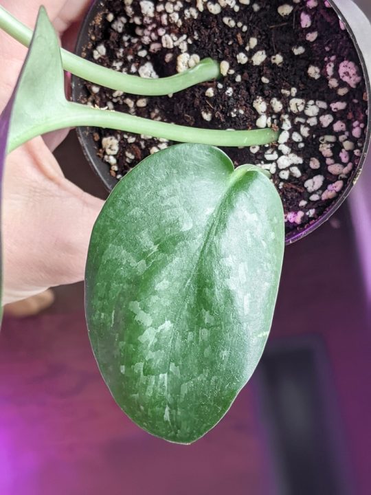 Meet my gorgeous new scindapsus silver splash plant!