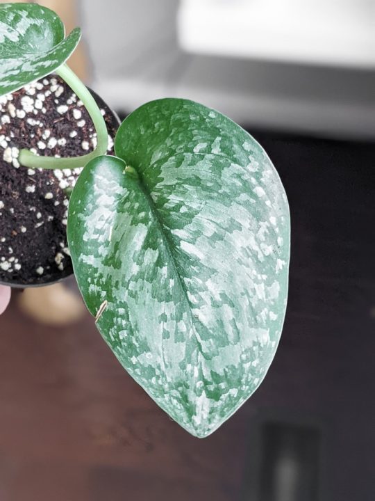 Meet my gorgeous new scindapsus silver splash plant!