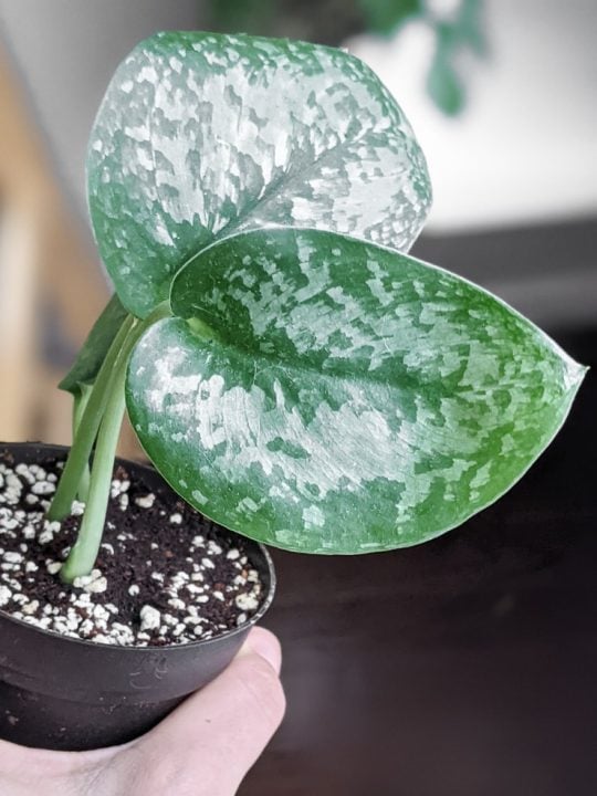 Meet my gorgeous new scindapsus silver splash plant!