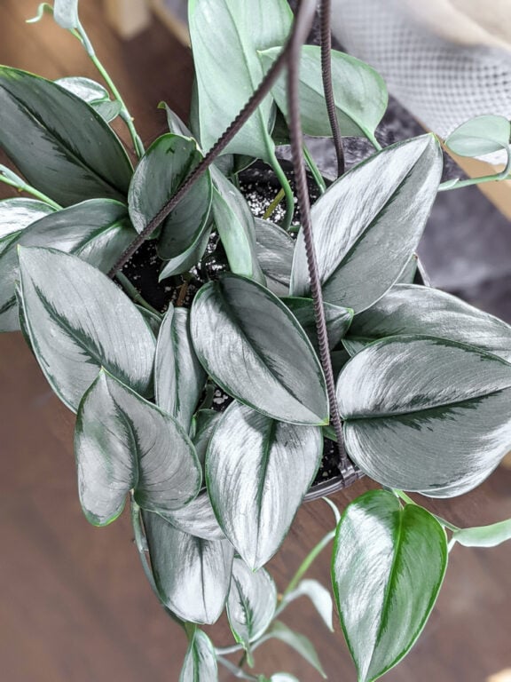 All about the stunning & shimmery scindapsus silver hero plant