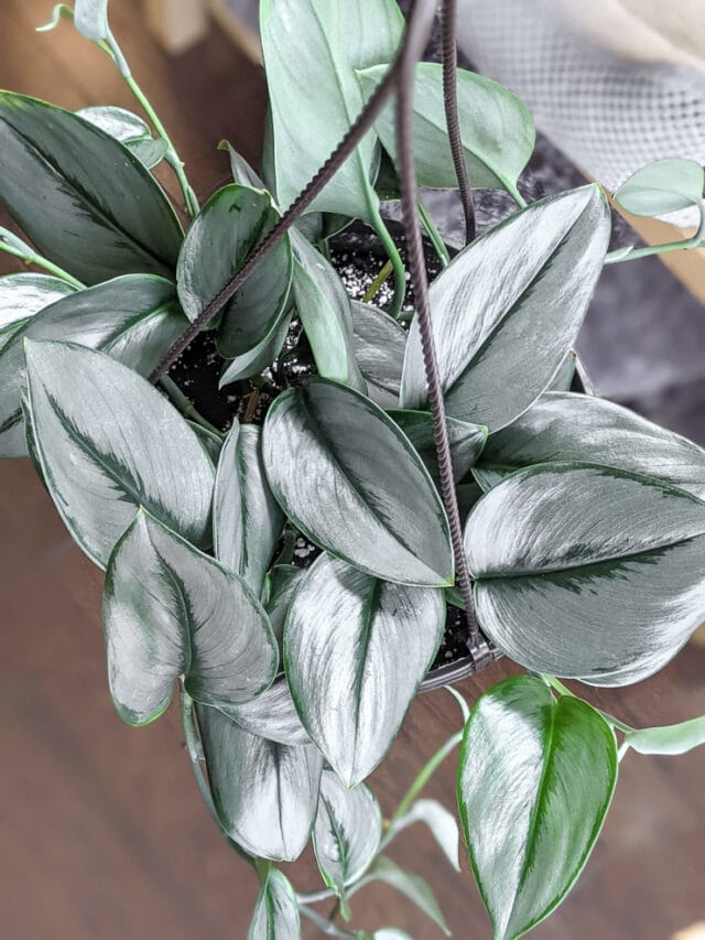 All about the stunning & shimmery scindapsus silver hero plant