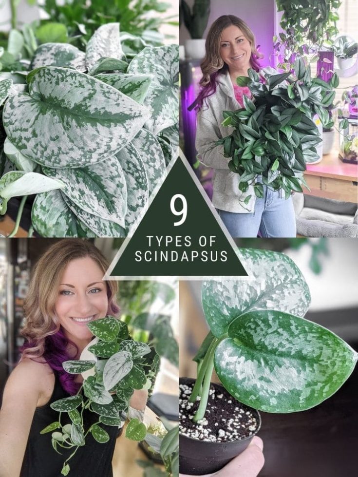9 gorgeous scindapsus varieties to collect (with ID pics!)