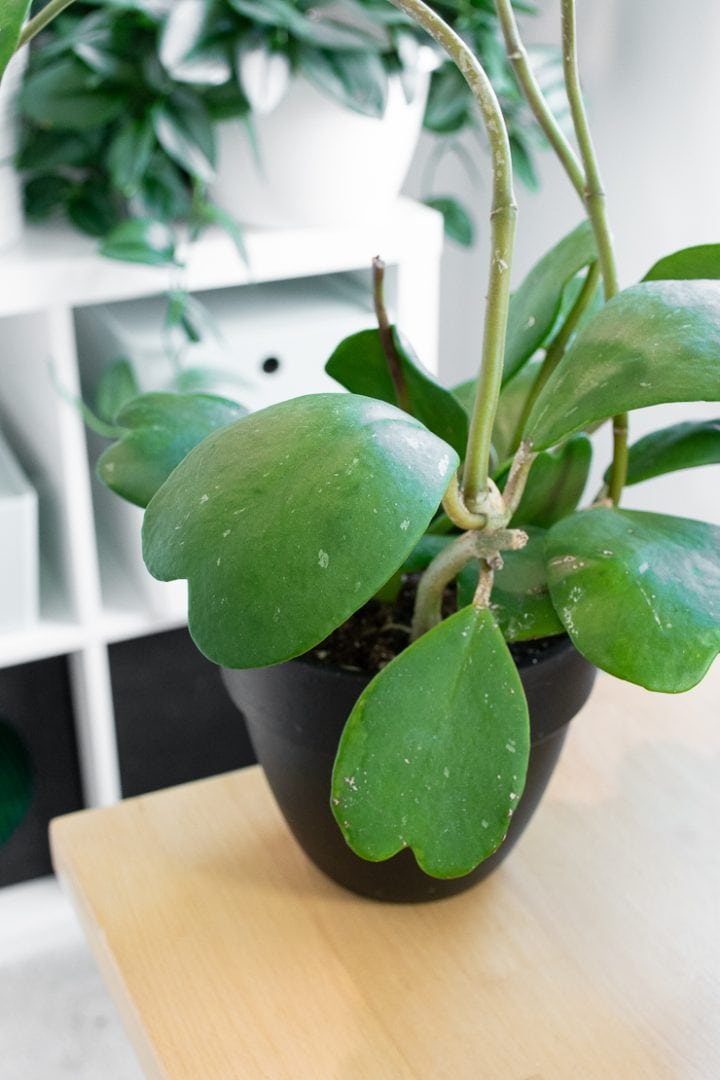 Here's how I care for my Hoya kerrii plant!