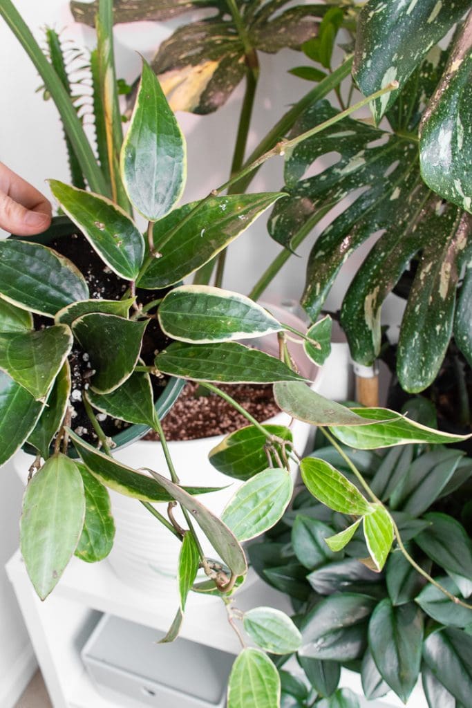 Hoya Macrophylla Care Guide - By Brittany Goldwyn | Plants & Projects