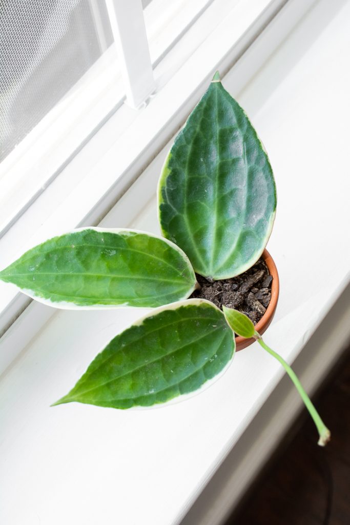Hoya Macrophylla Care Guide - Houseplants & Projects