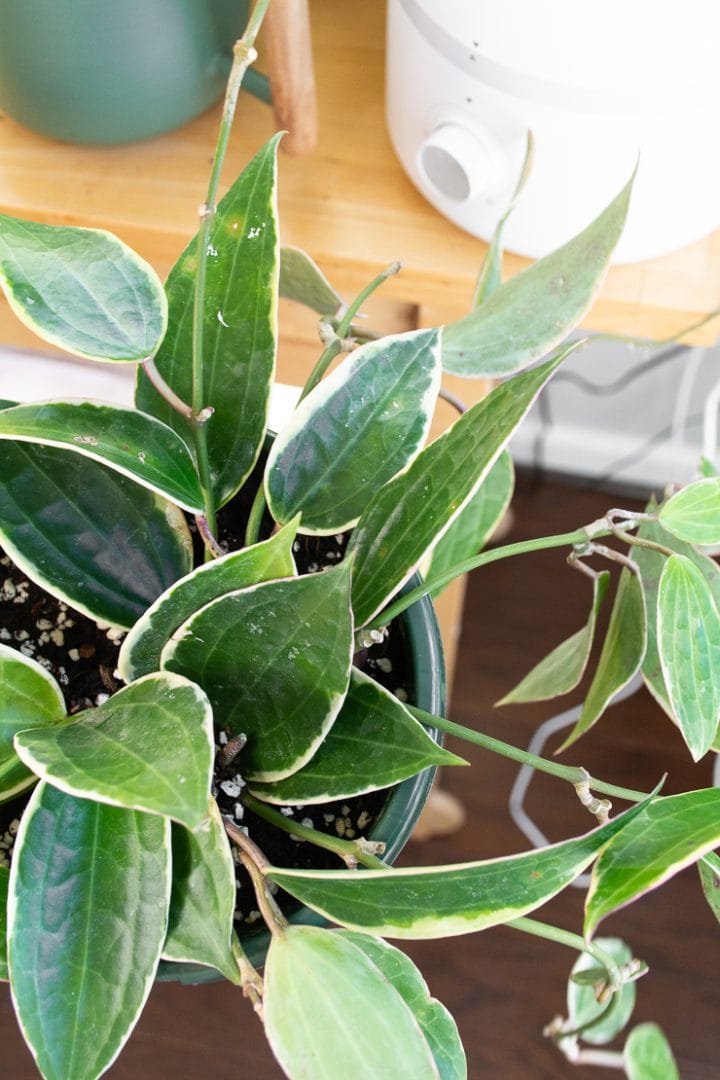 Hoya Macrophylla Care Guide - Houseplants & Projects