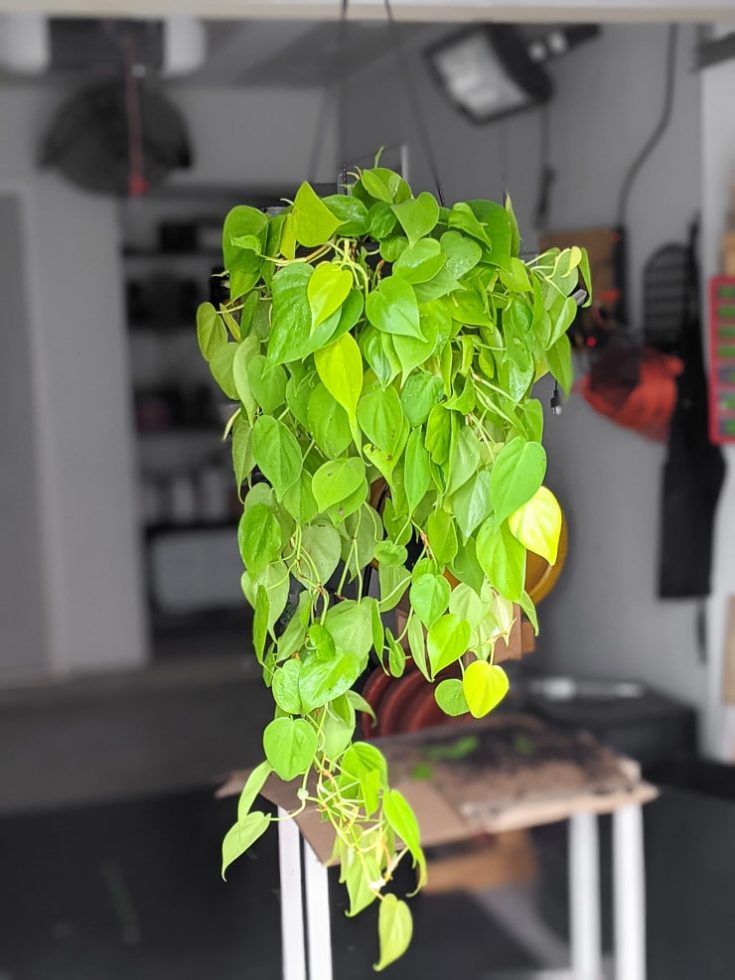 How to care for the trailing neon philodendron lemon lime