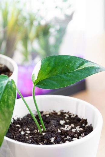 Epipremnum pinnatum variegata albo propagation & care adventures!