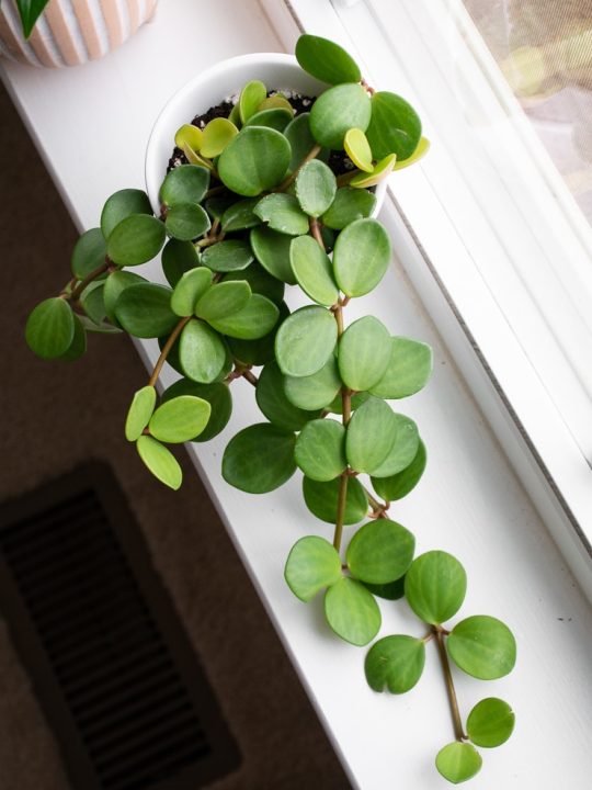 Peperomia Archives - By Brittany Goldwyn | Plants & Projects