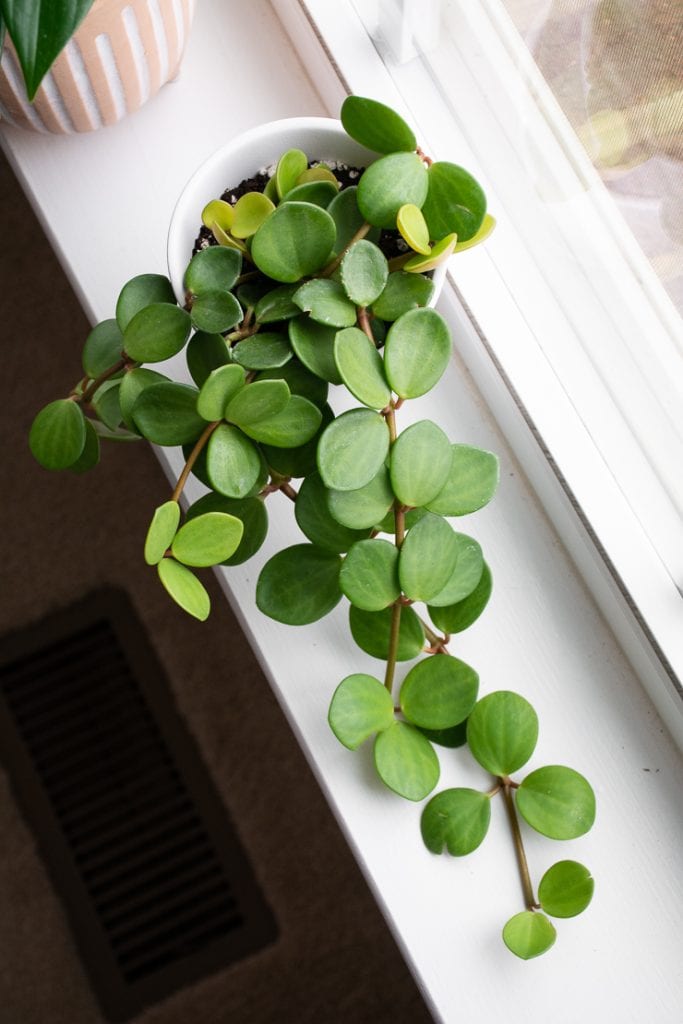 Peperomia hope care & how to keep this gorgeous trailing vine happy!