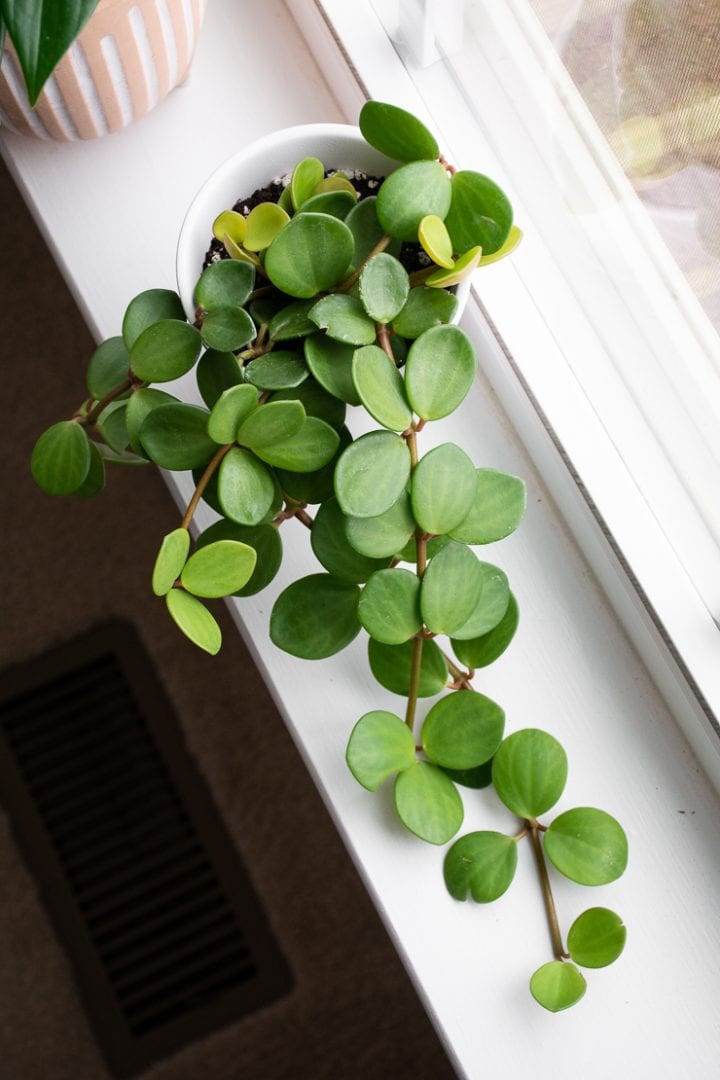 Peperomia hope care & how to keep this gorgeous trailing vine happy!