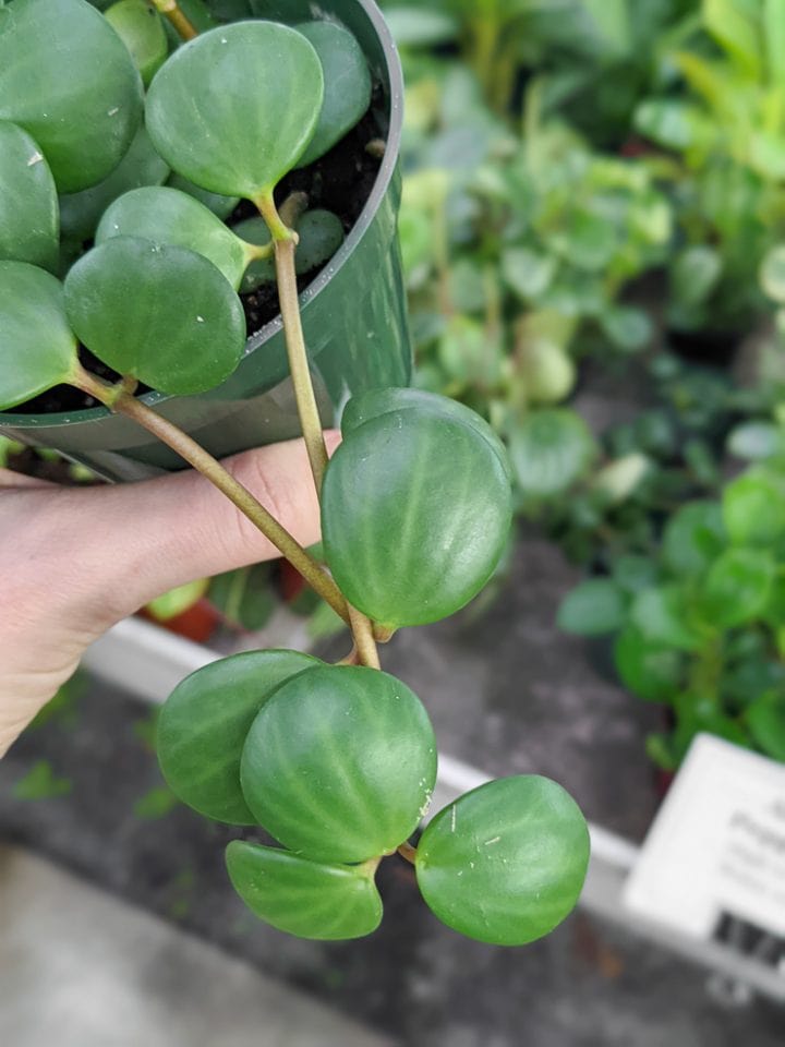 Peperomia hope care & how to keep this gorgeous trailing vine happy!