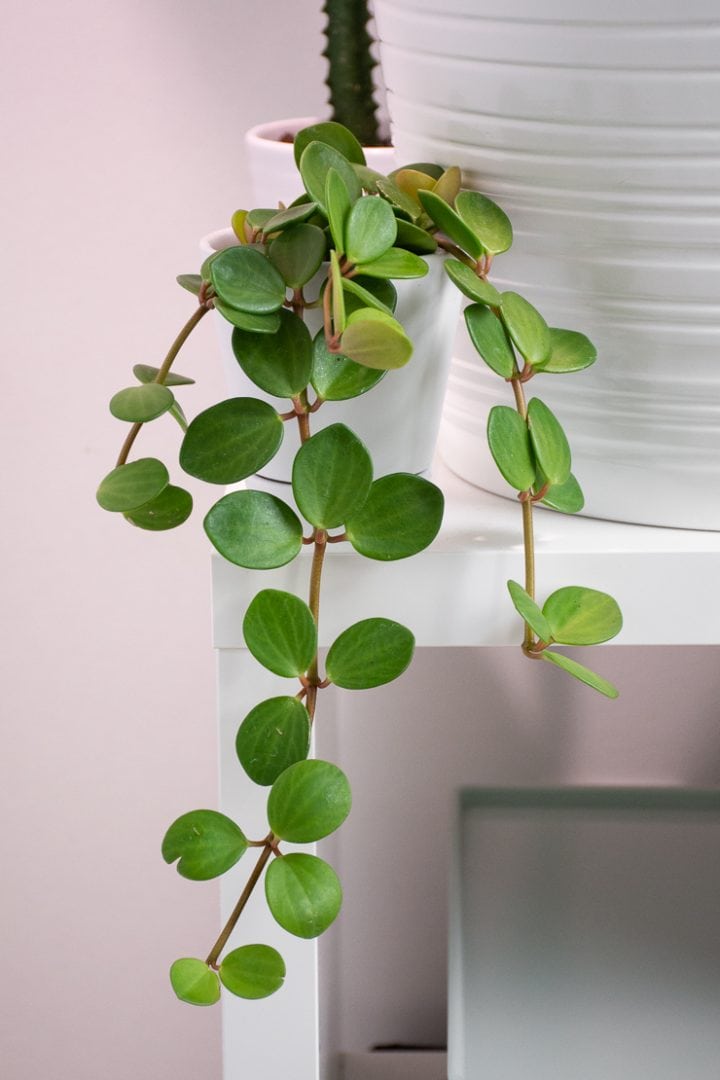 Peperomia hope care & how to keep this gorgeous trailing vine happy!