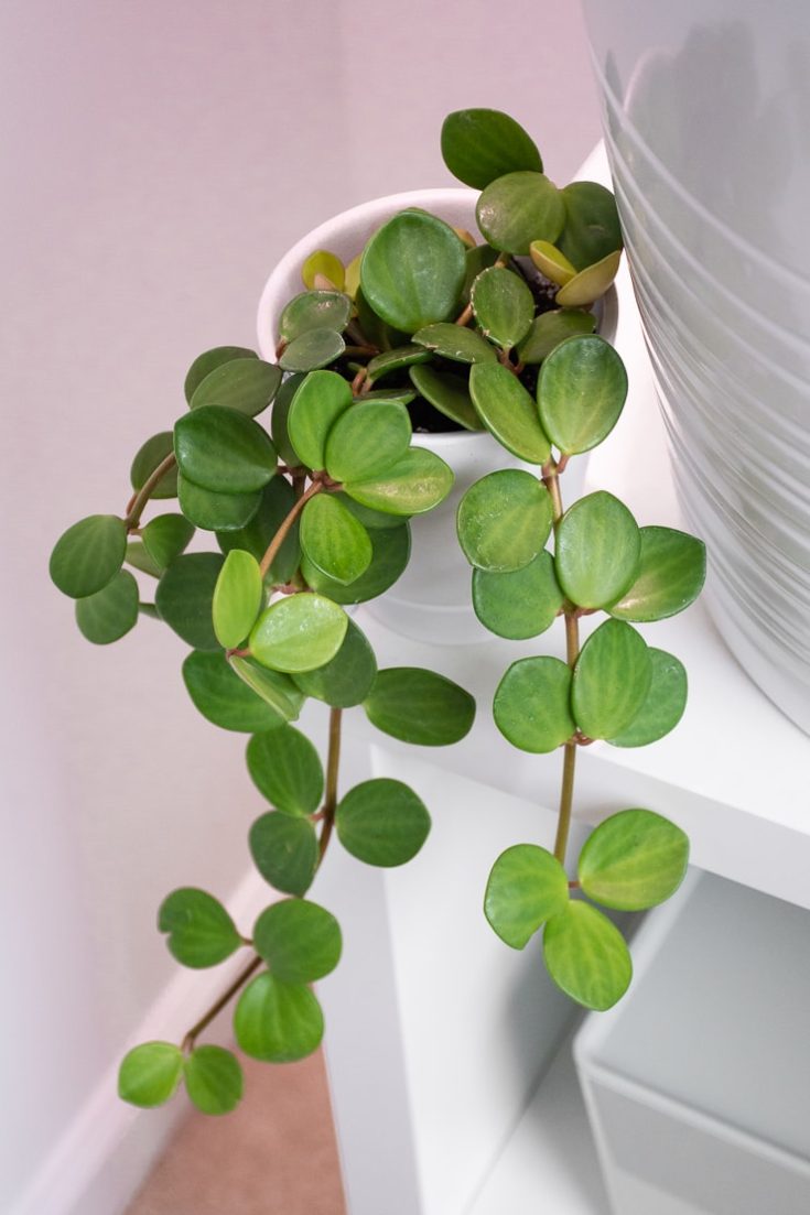 Peperomia hope care & how to keep this gorgeous trailing vine happy!