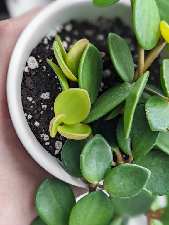 Peperomia hope care & how to keep this gorgeous trailing vine happy!