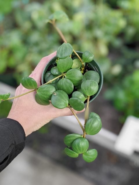 Peperomia hope care & how to keep this gorgeous trailing vine happy!