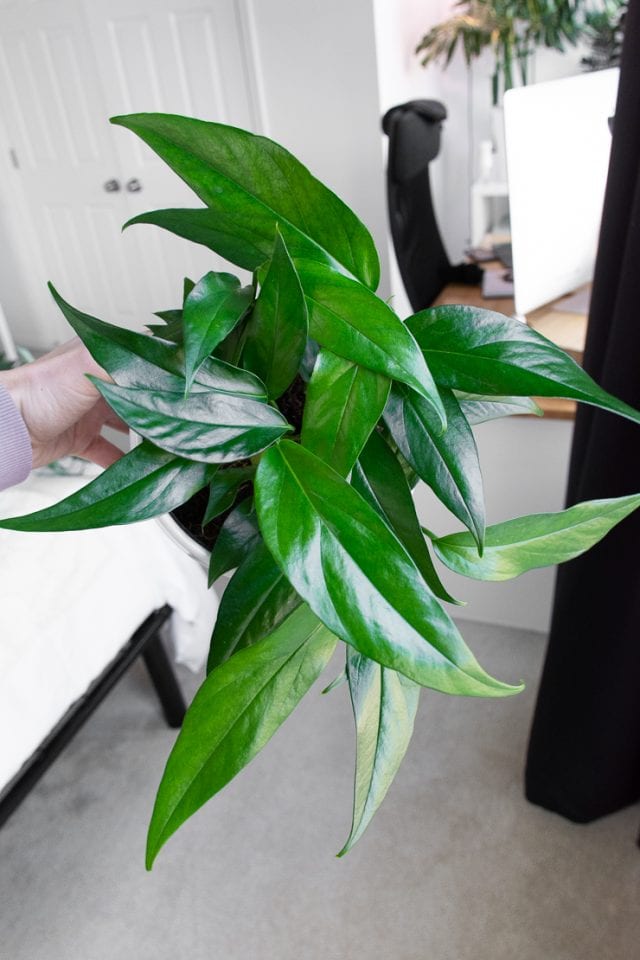 Baltic Blue pothos & what you need to know about this stunning plant!