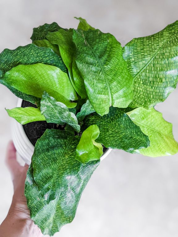 All about calathea plants & caring for different common varieties!