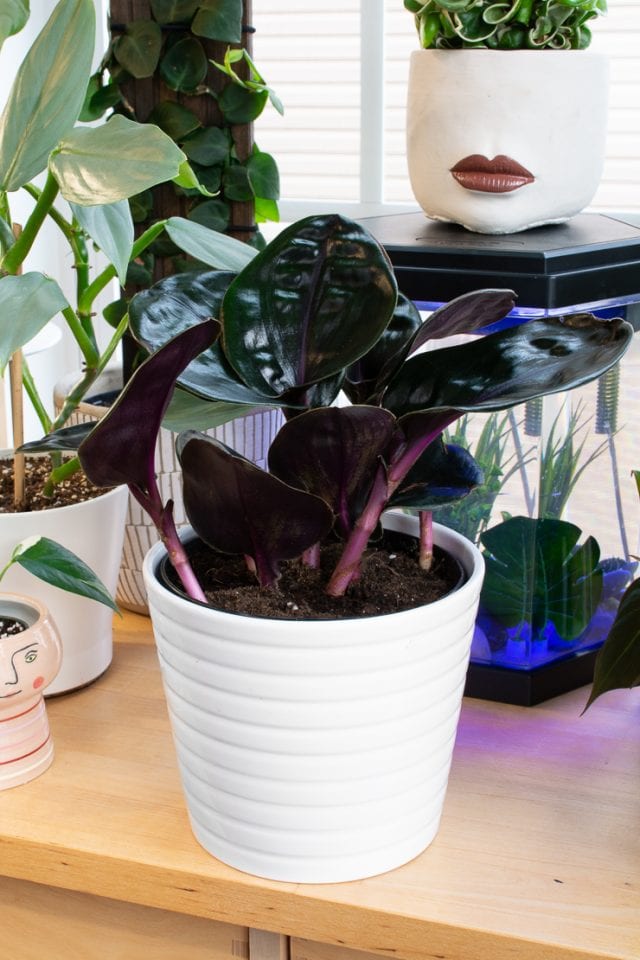 Geogenanthus Ciliatus, aka the Geo Plant—a nearly black houseplant!