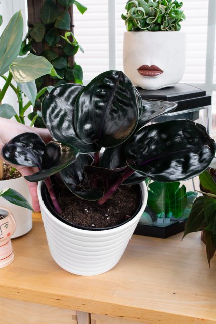 Geogenanthus Ciliatus, aka the Geo Plant—a nearly black houseplant!