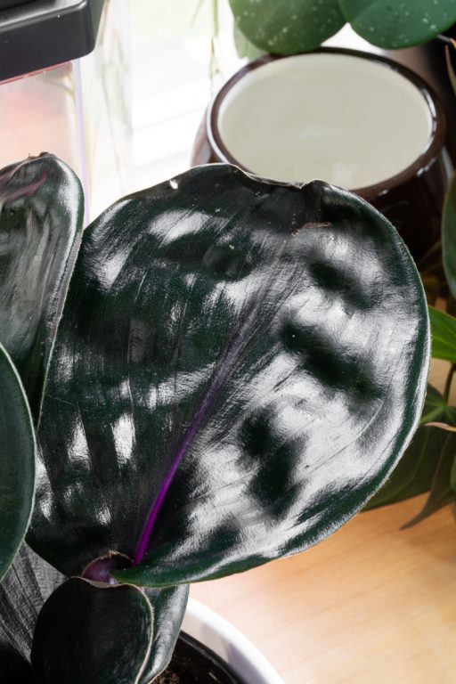 Geogenanthus Ciliatus, aka the Geo Plant—a nearly black houseplant!
