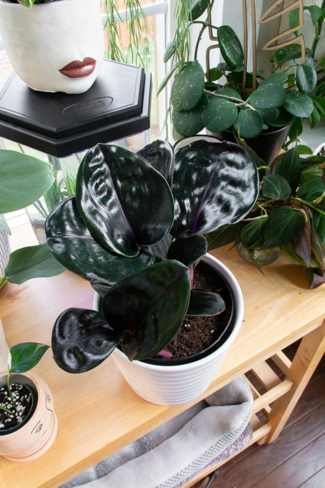 Geogenanthus Ciliatus, aka the Geo Plant—a nearly black houseplant!