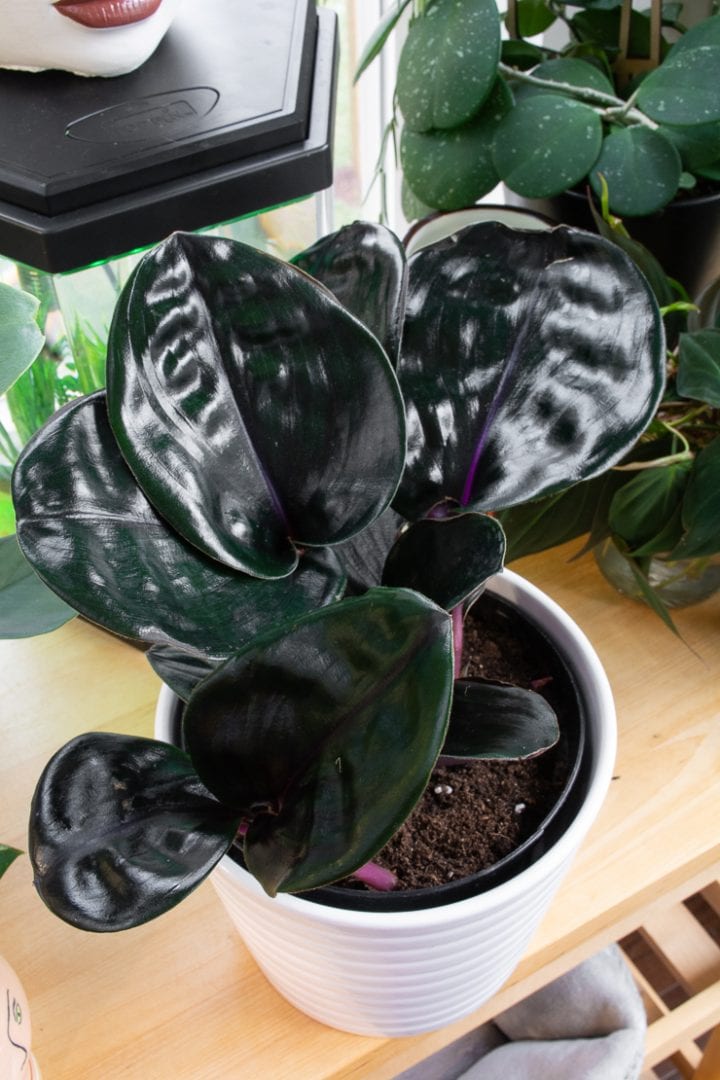Geogenanthus Ciliatus, aka the Geo Plant—a nearly black houseplant!