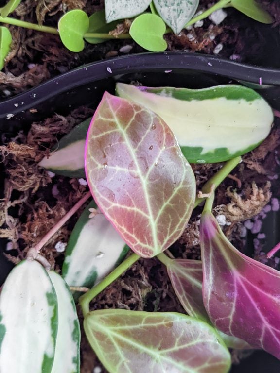 Hoya Obscura & my experience rooting and caring for this rare Hoya!